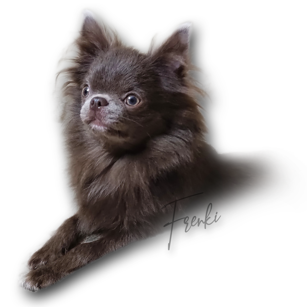 Techichi Maya Kennel | Kennel of the smallest Chihuahua in Europe